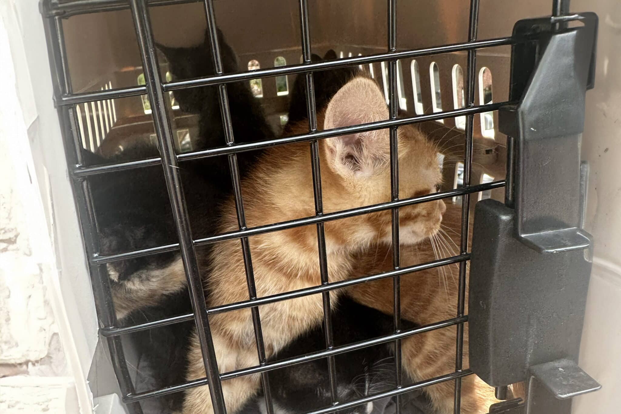 Bob's Burgers Bunch - Collings Cats